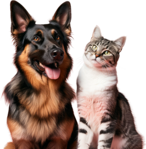 StarFoods – Qualidade Superior